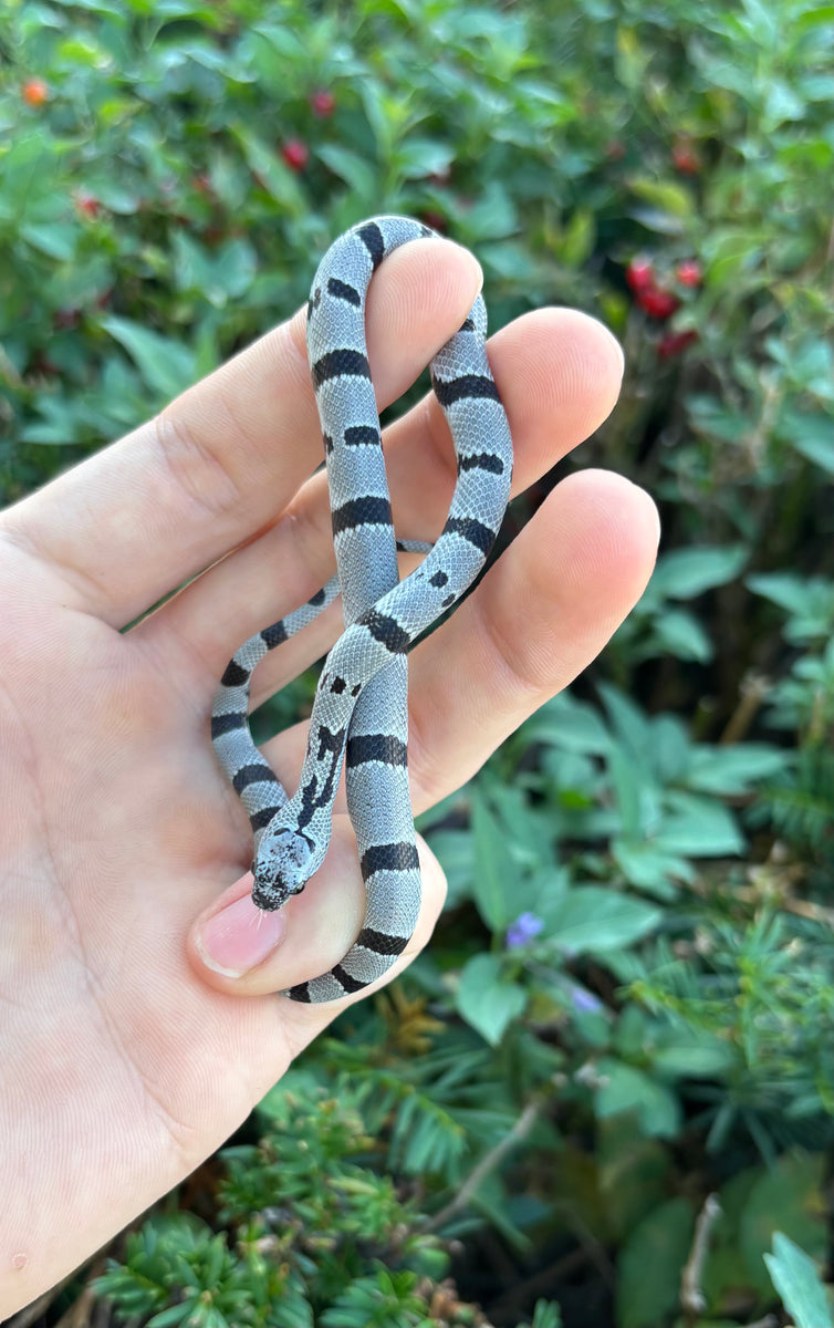 Baby Anery Gray-Banded Kingsnake (Male 1) – Scales and Tails of Ohio