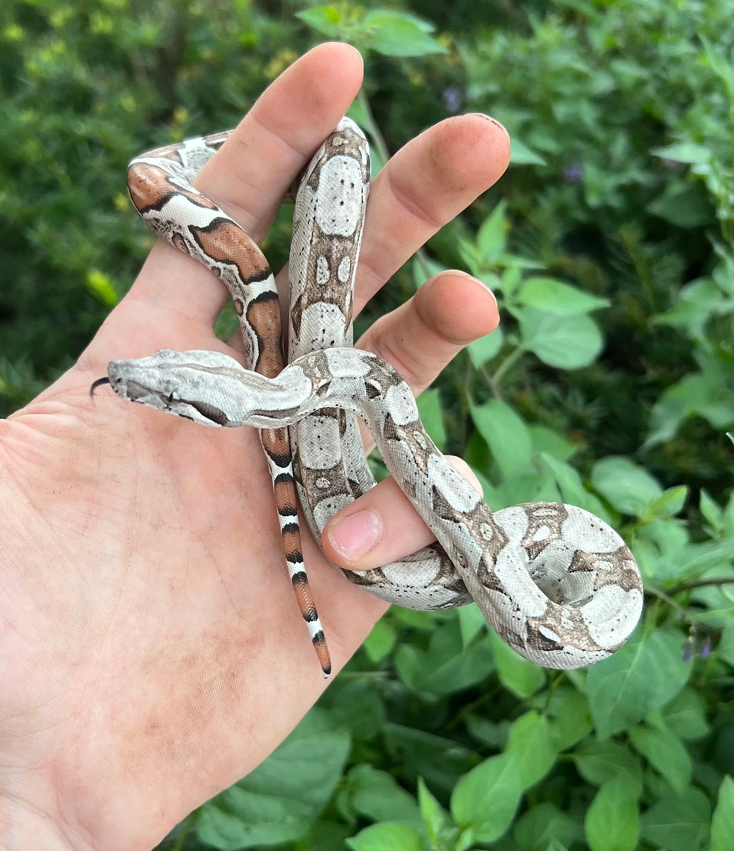 Baby Columbian Red-Tailed Boa Constrictor – Scales and Tails of Ohio