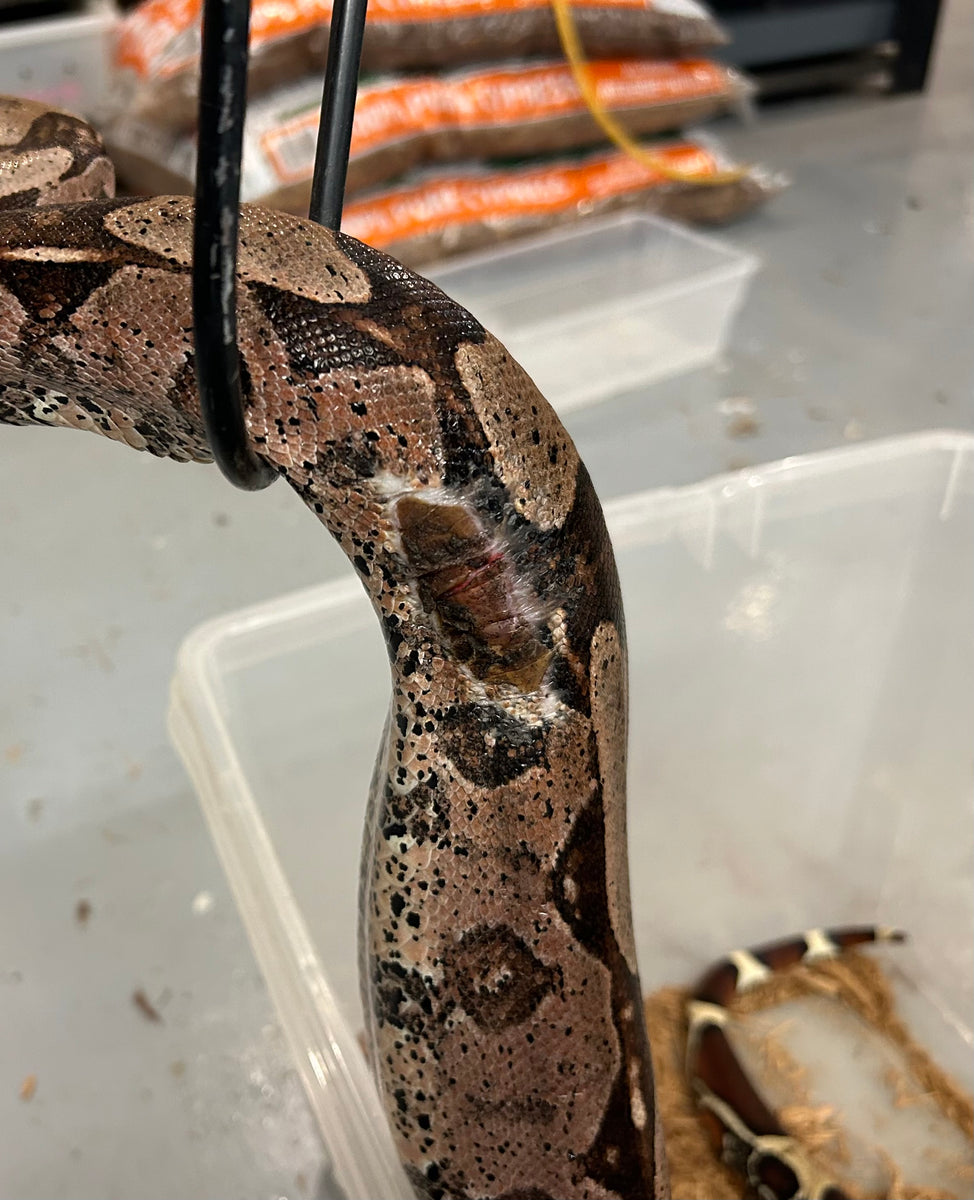 Adult Guyana Boa (imperfect Female) – Scales and Tails of Ohio