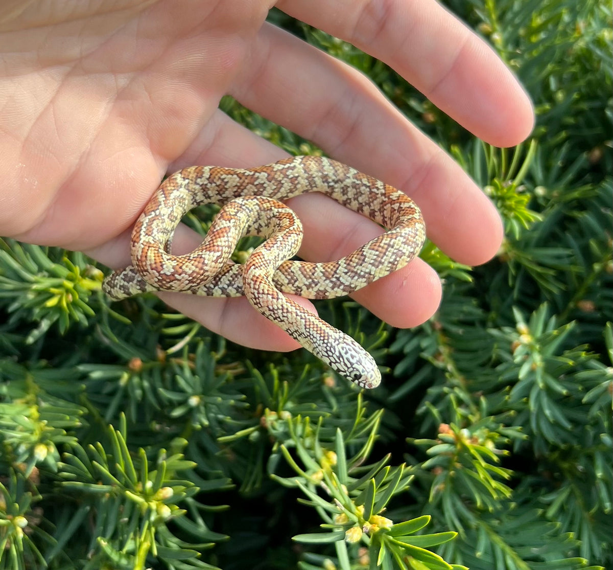Baby Hypo Brook’s Kingsnake – Scales and Tails of Ohio