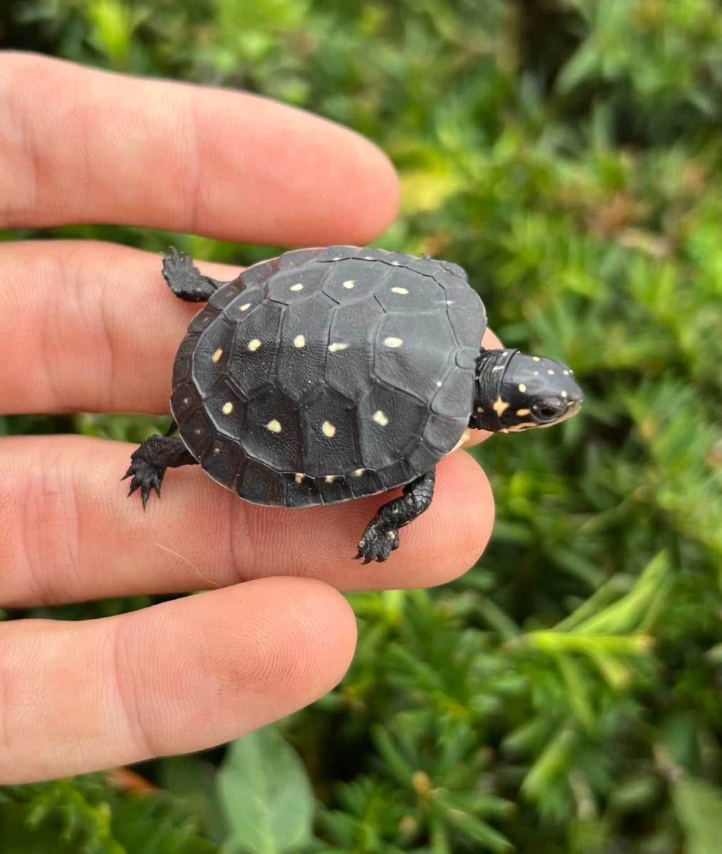 Baby Spotted Turtle (2) – Scales and Tails of Ohio
