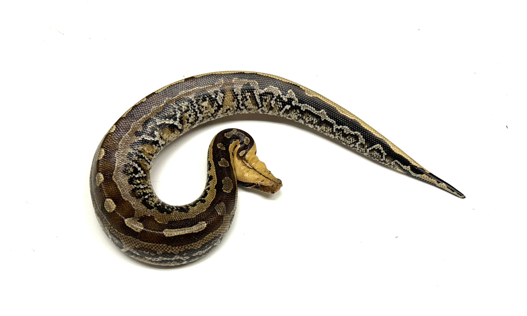 Pythons – Scales and Tails of Ohio