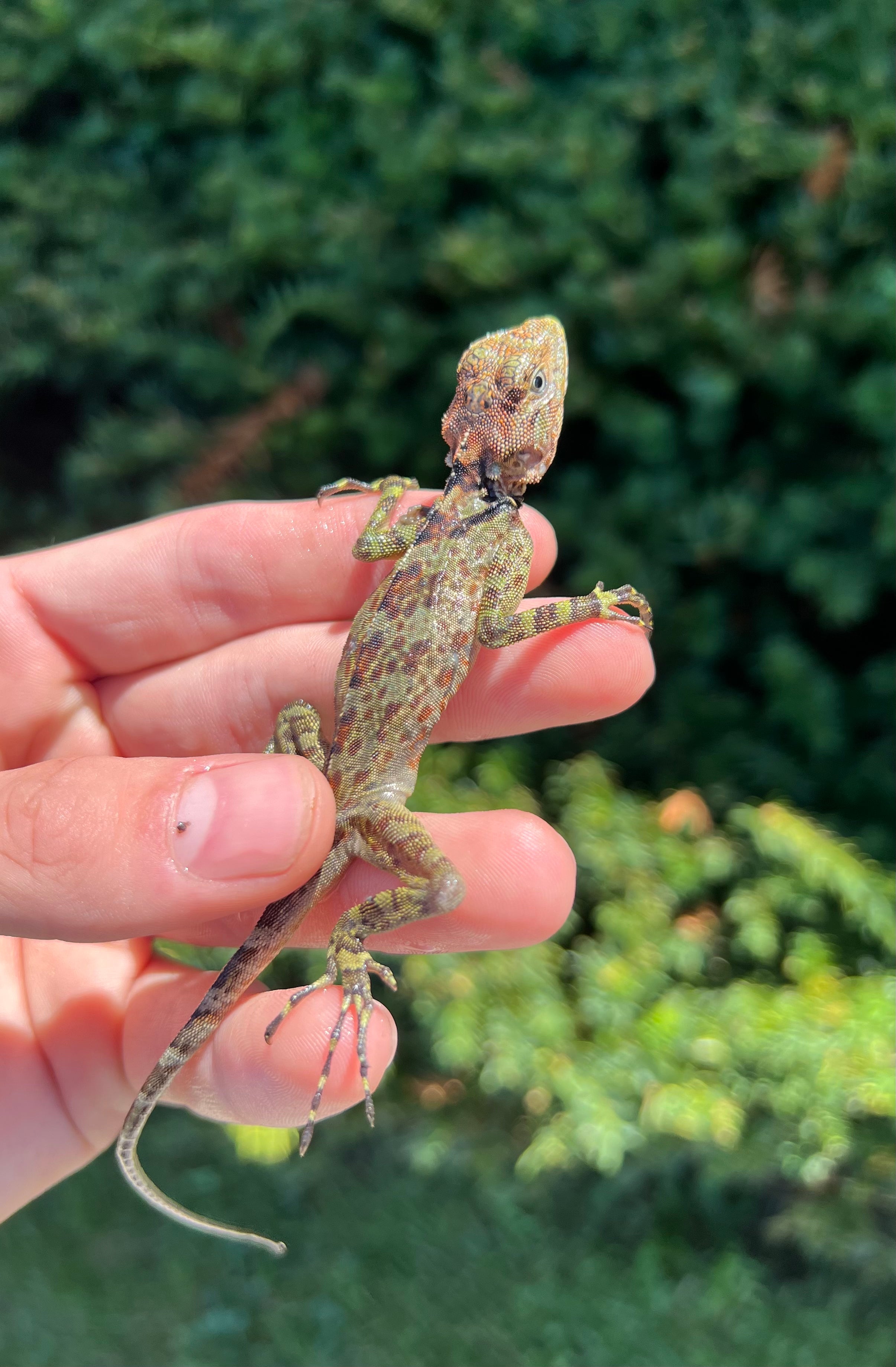 Baby Lizard