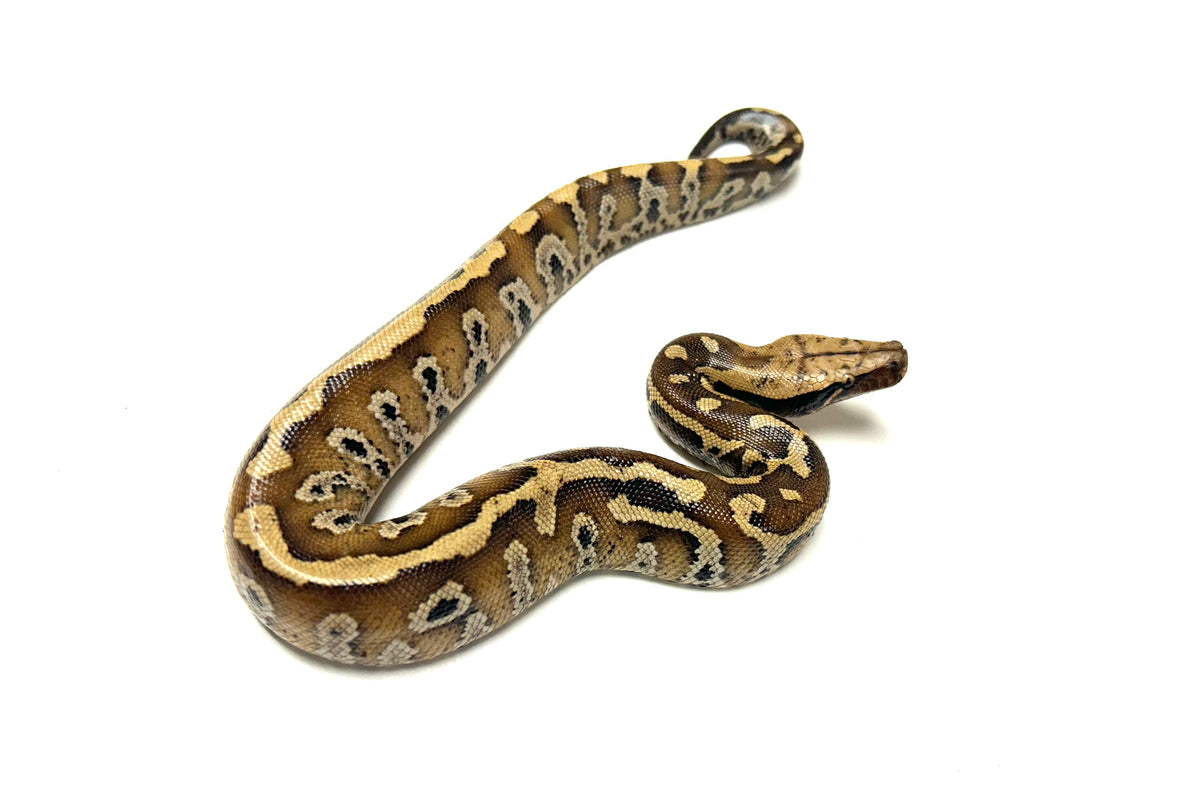 Baby Red Blood Python (Male 8) – Scales and Tails of Ohio