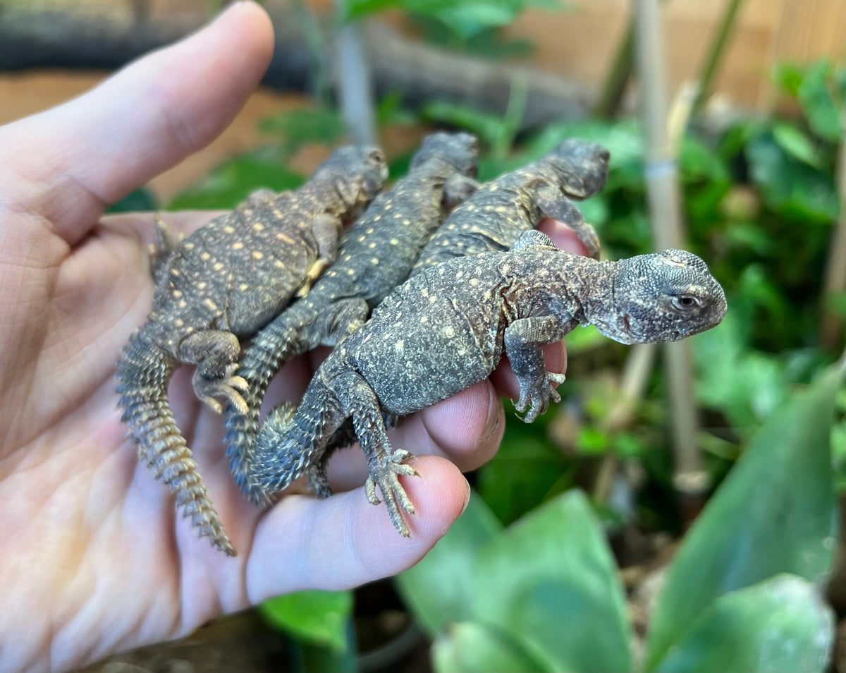 Baby Saudi Arabian Giant Uromastyx – Scales and Tails of Ohio