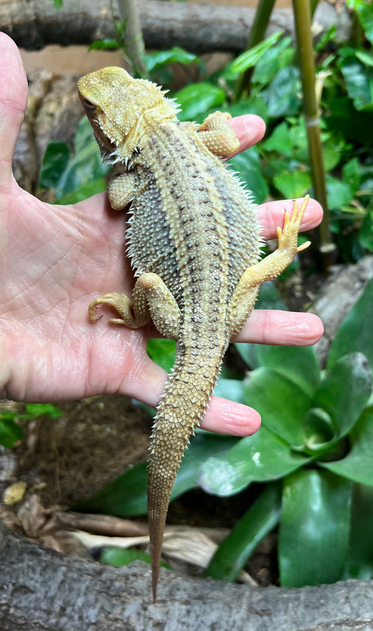 Bearded Dragons – Scales and Tails of Ohio