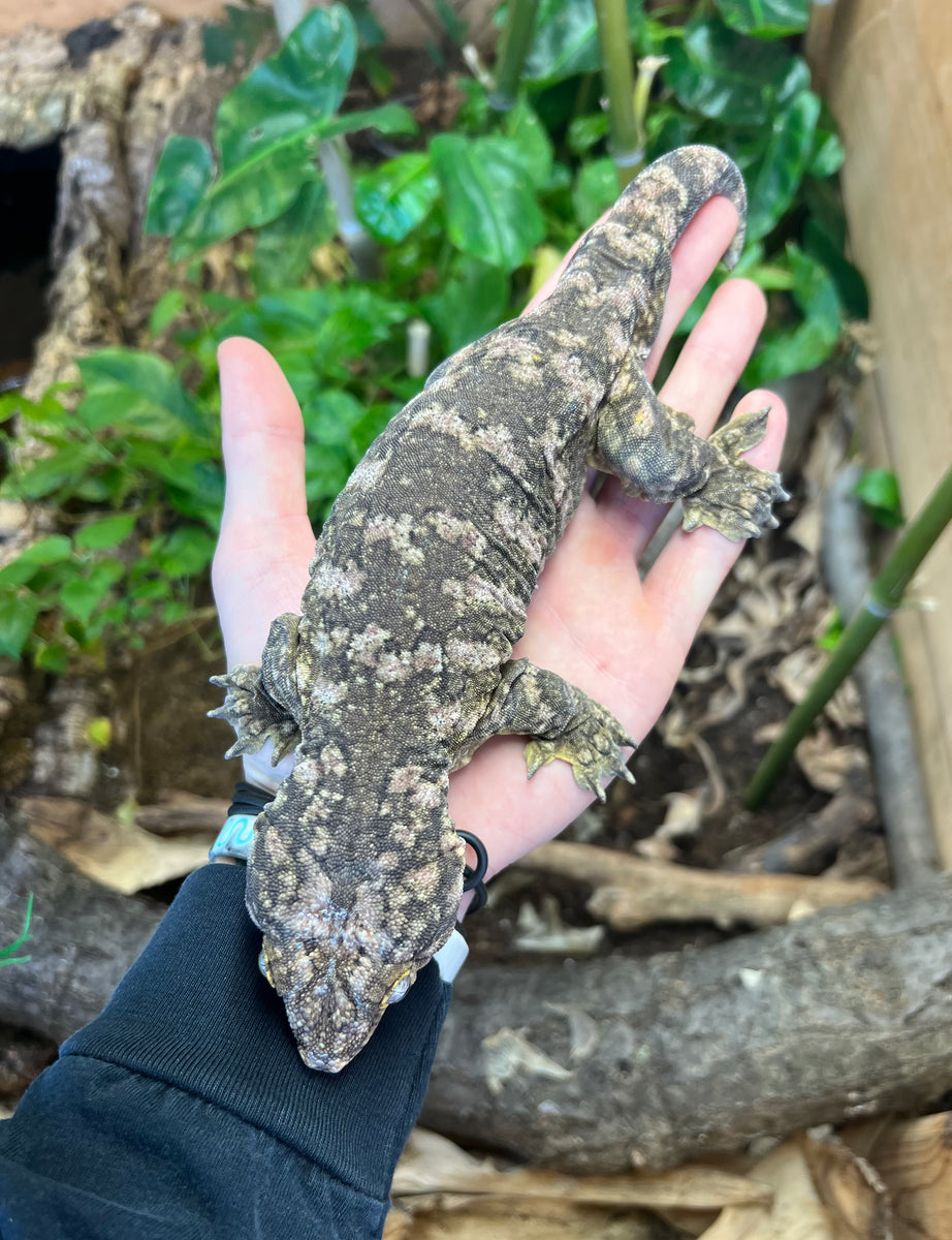 Adult Island X Leachianus Gecko (Male) – Scales and Tails of Ohio