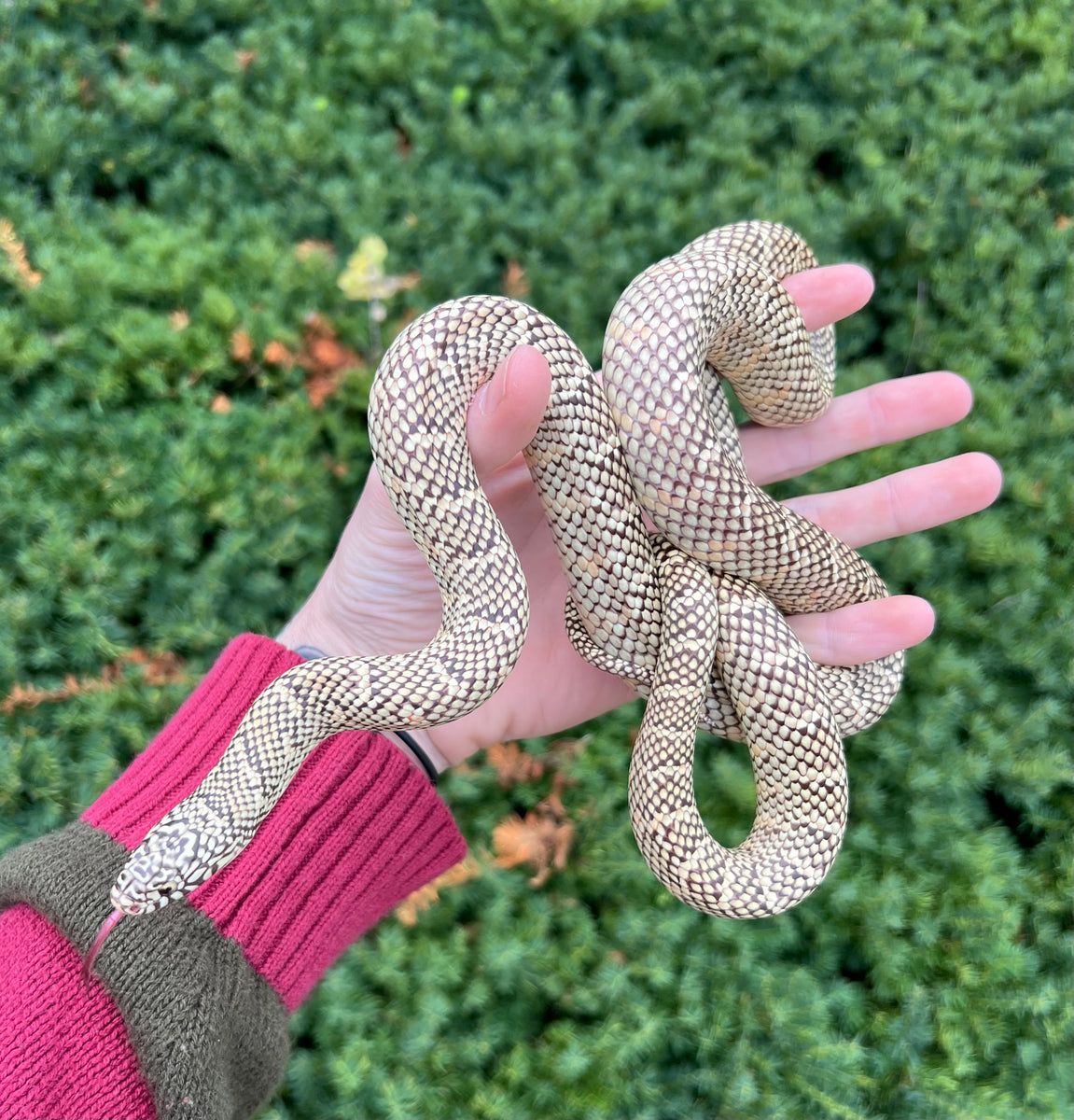 Adult Brook’s Kingsnake (Male) – Scales and Tails of Ohio