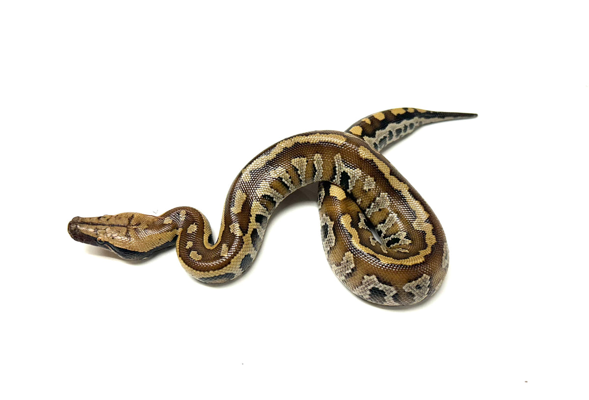 Baby Red Blood Python (Male 4) – Scales and Tails of Ohio