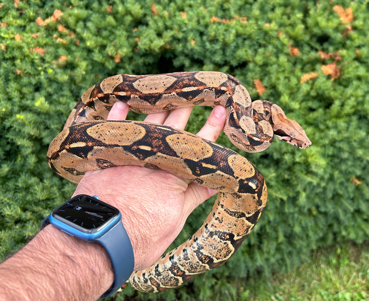 Sub-Adult Boa Constrictor (Female) – Scales and Tails of Ohio