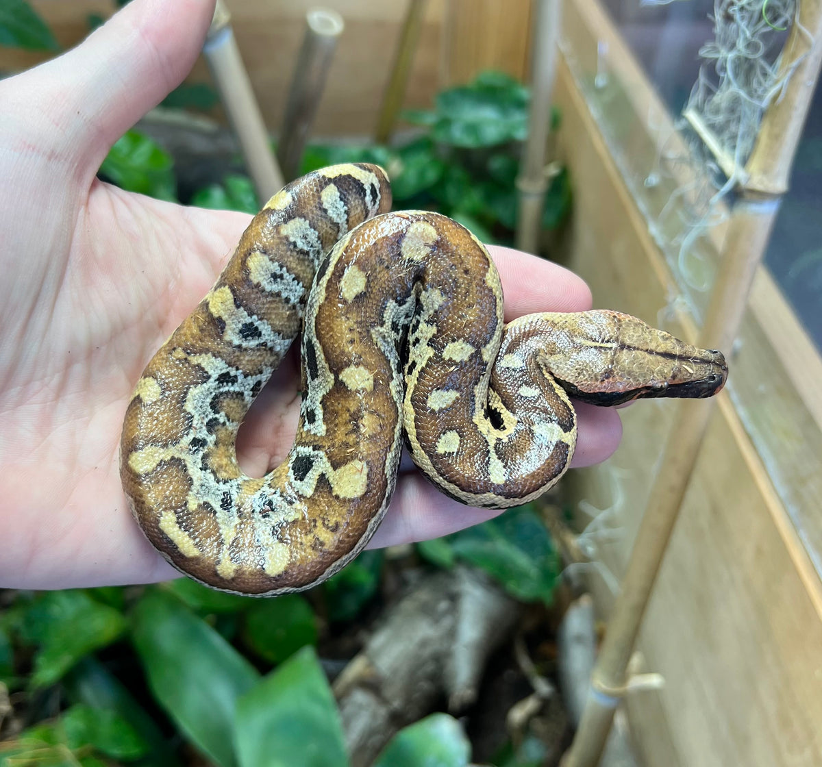 Baby Red Blood Python (Male 12) – Scales and Tails of Ohio