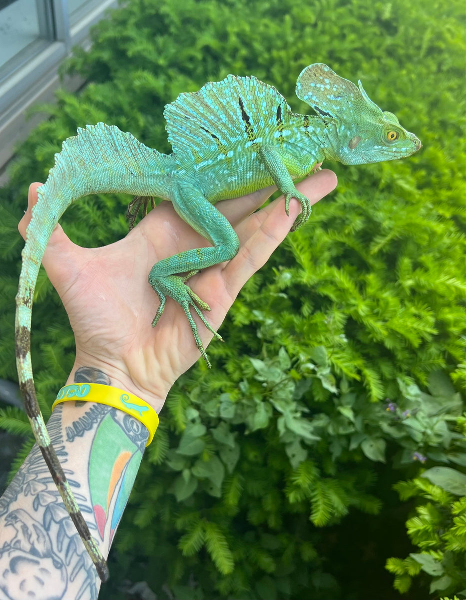 Adult Green Basilisk (Male 1) – Scales and Tails of Ohio