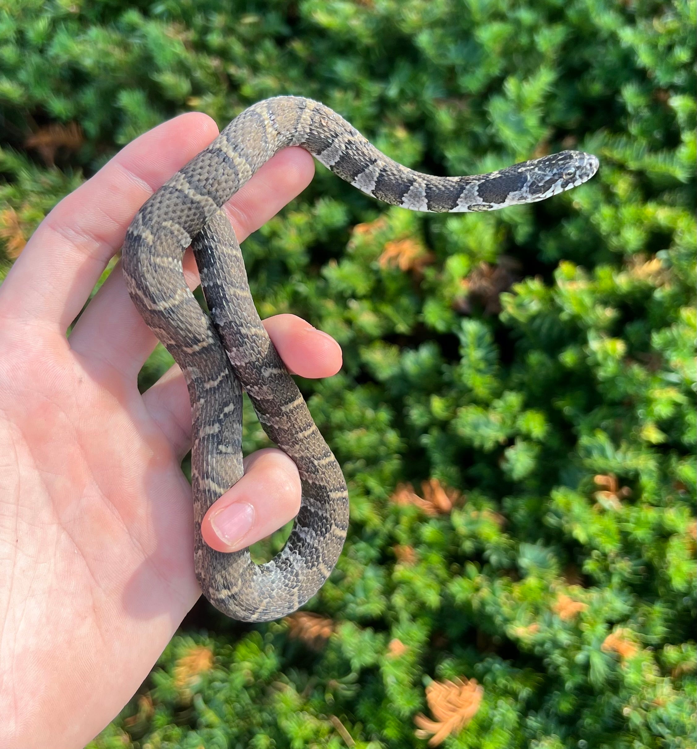 Baby Northern Water Snake