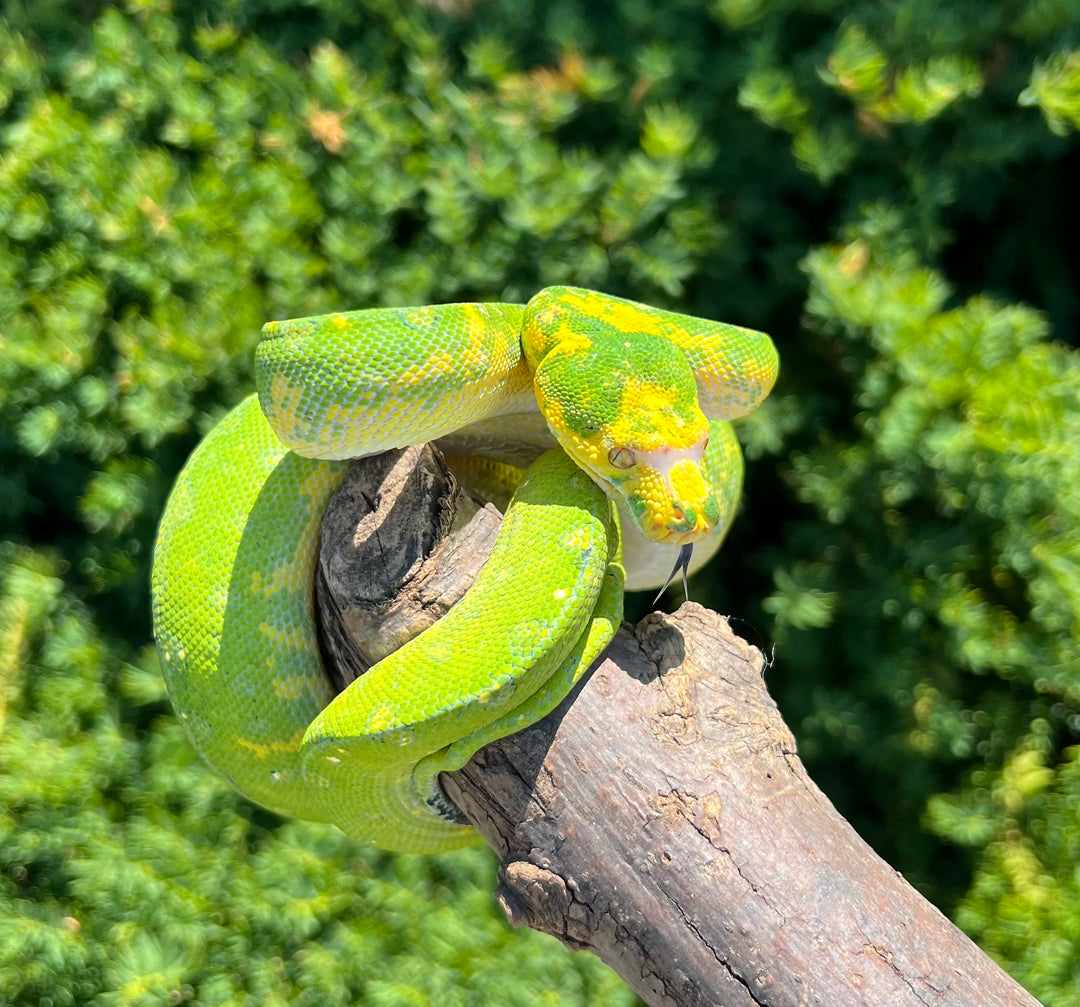 Green Tree Pythons – Page 2 – Scales and Tails of Ohio