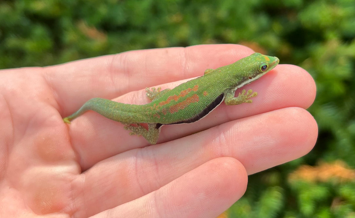 Lined Day Gecko – Scales and Tails of Ohio
