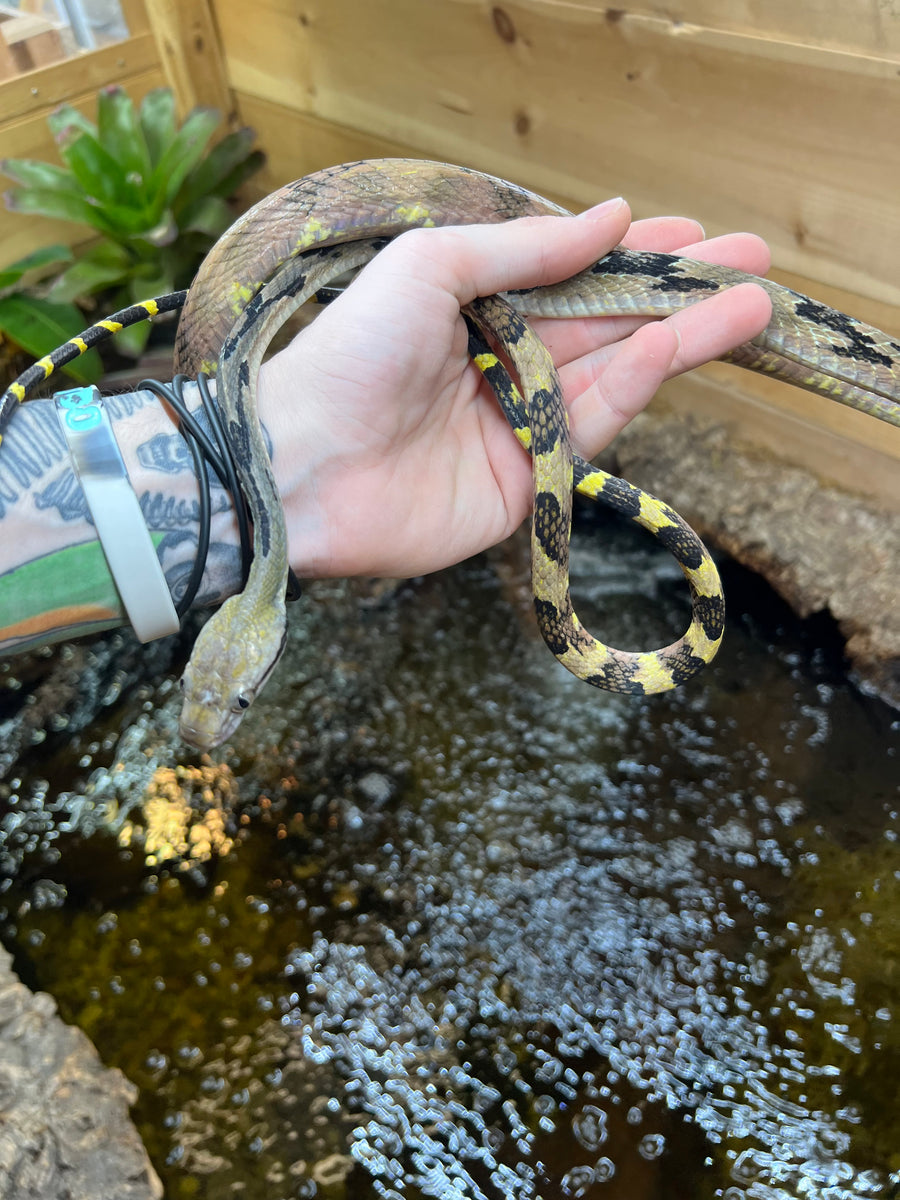 Adult Malaysian Dog-Toothed Cat Snake (Male 3) – Scales and Tails of Ohio