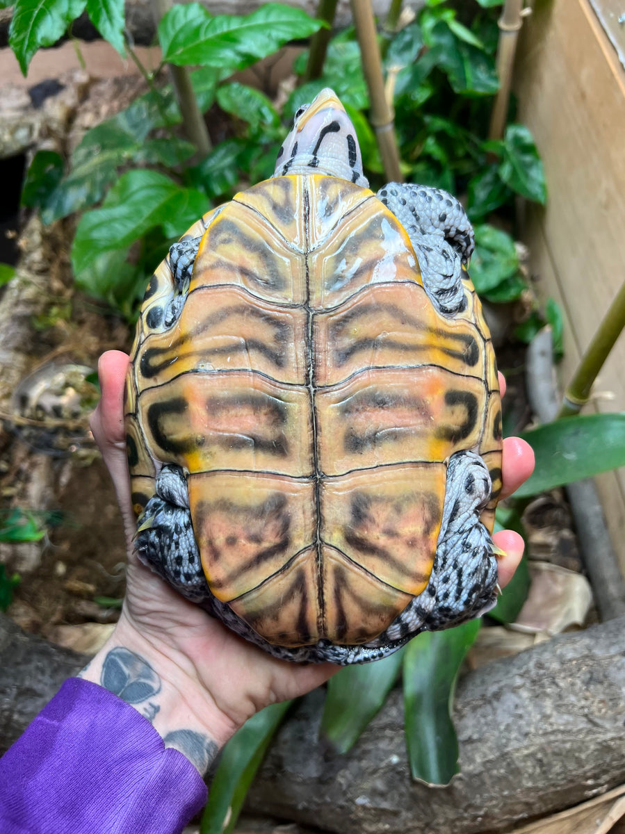 Adult Diamonback Terrapin (Female) – Scales and Tails of Ohio