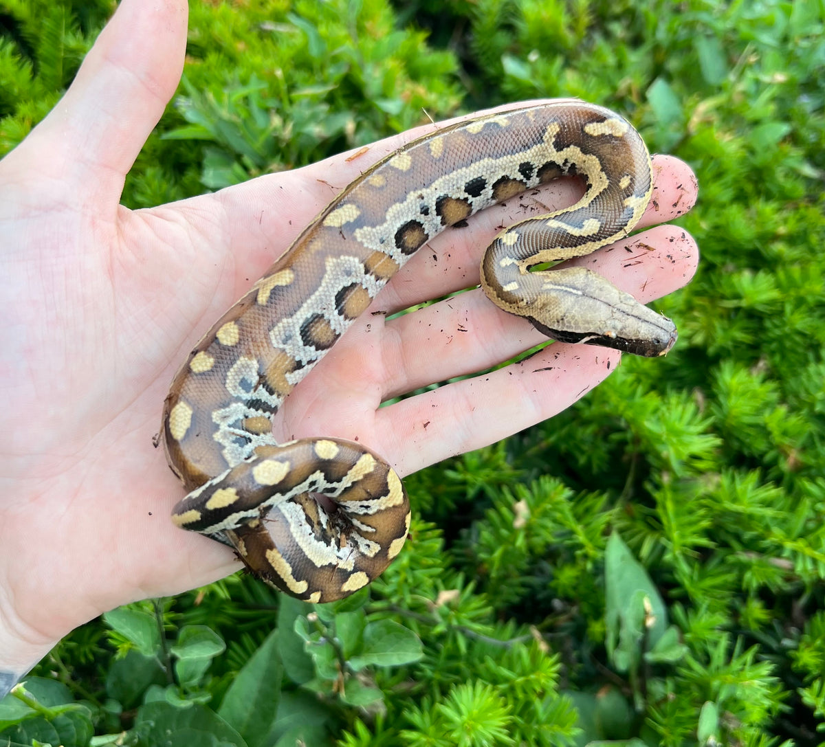 Baby Red Blood Python (Male 3) – Scales and Tails of Ohio