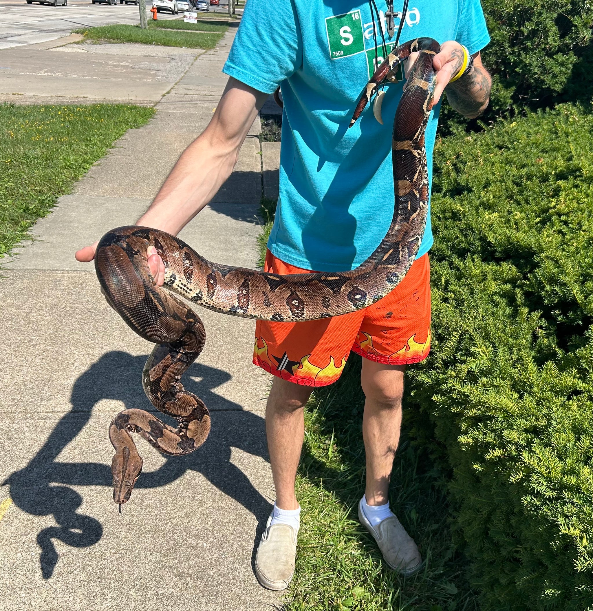 Boas – Page 4 – Scales and Tails of Ohio