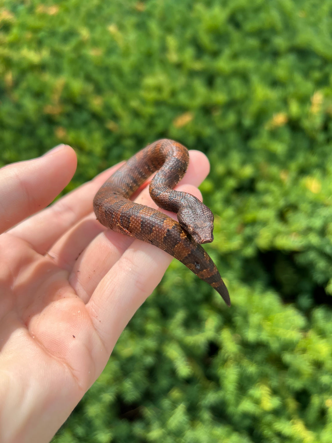 Boas – Page 4 – Scales and Tails of Ohio