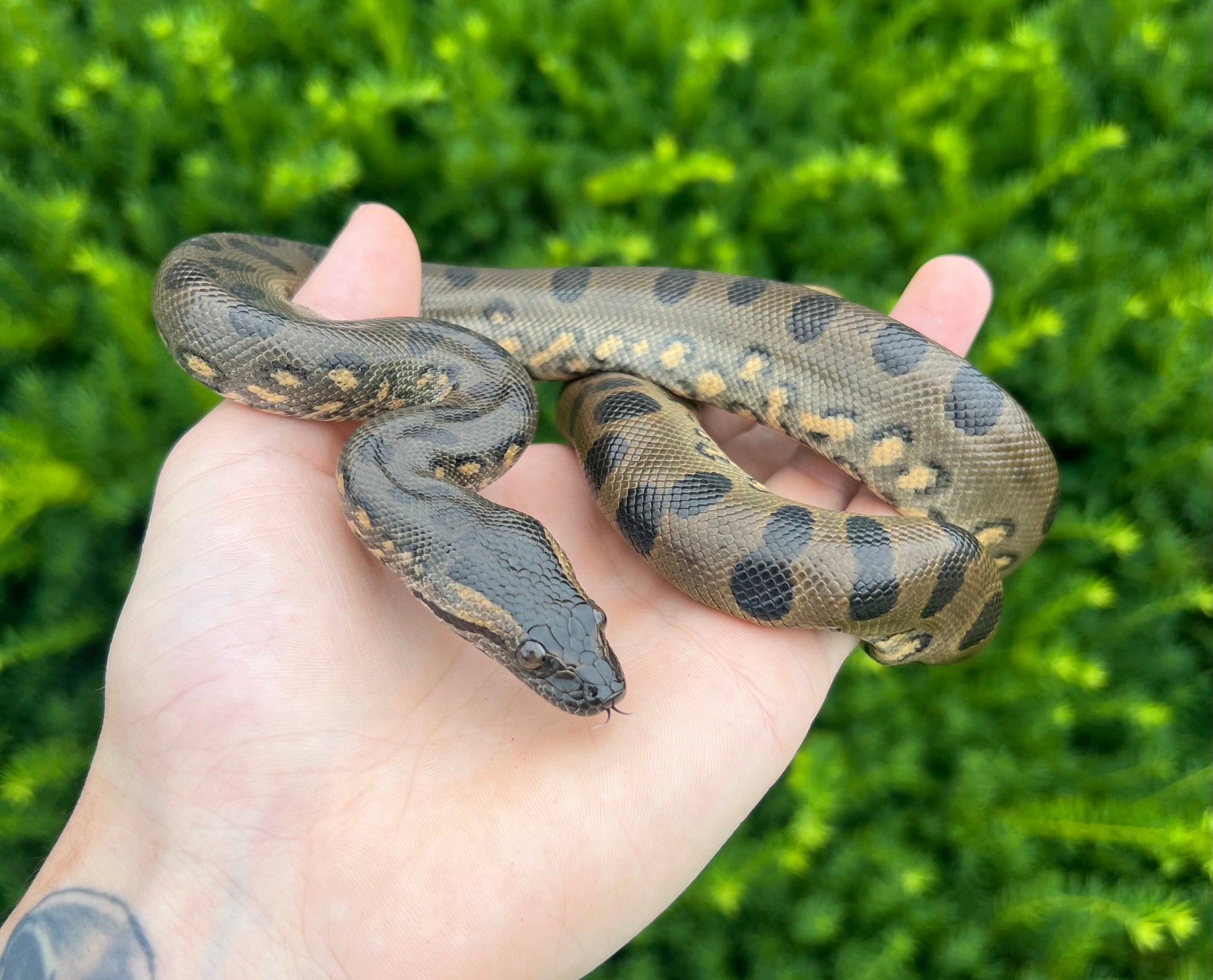 Baby Green Anaconda (Male 1) – Scales and Tails of Ohio