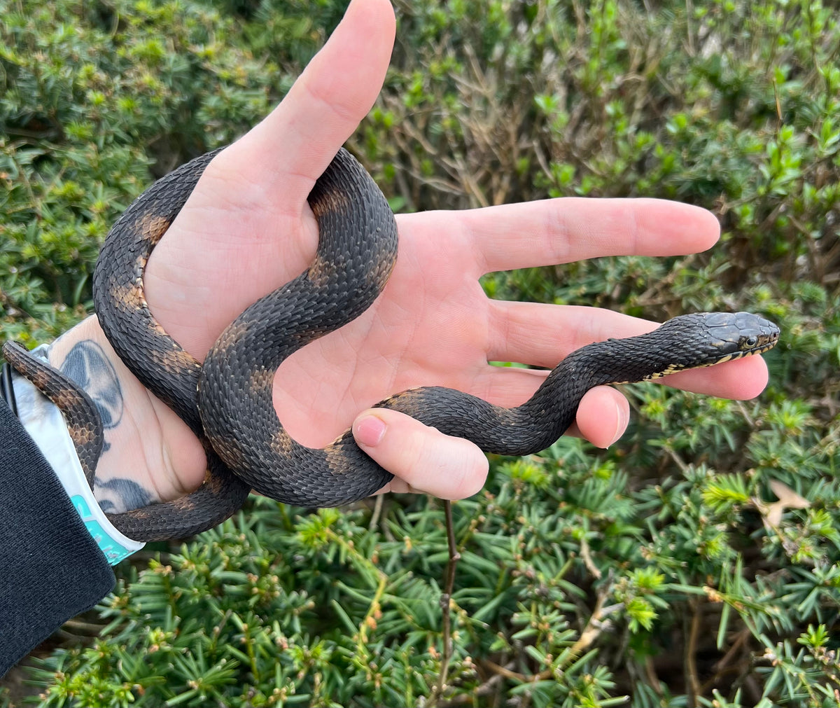 Sub-Adult Banded Water Snake – Scales and Tails of Ohio