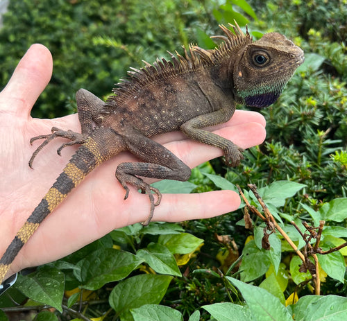 Other Lizards – Scales and Tails of Ohio