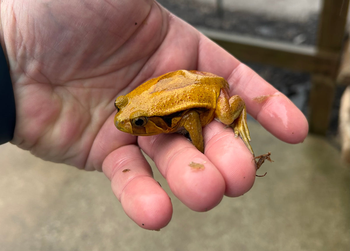 Sub-Adult Tomato Frogs (sexed pair 2) – Scales and Tails of Ohio