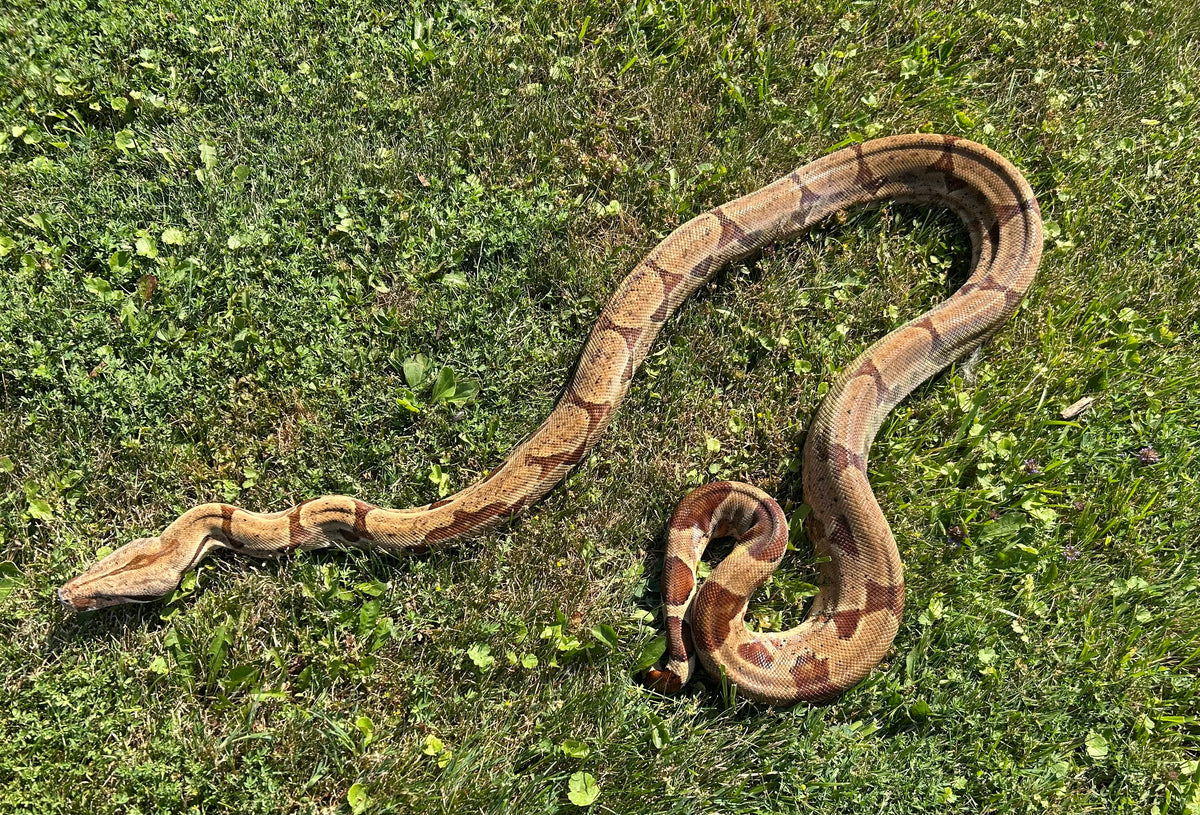 Adult Hypo Boa Constrictor (Female) – Scales and Tails of Ohio