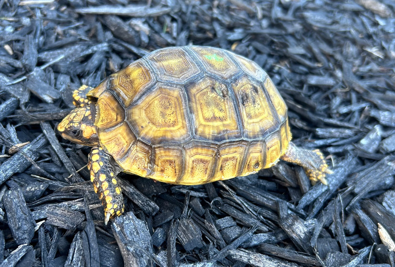 Turtles and Tortoises – Page 2 – Scales and Tails of Ohio
