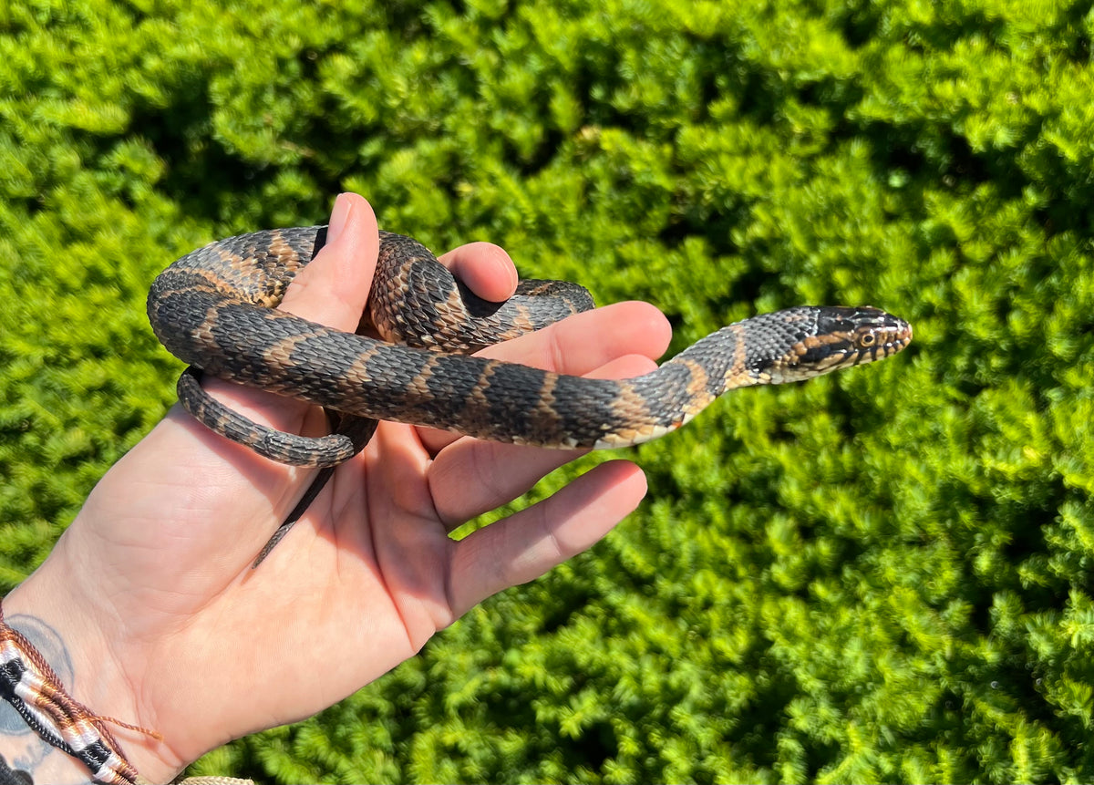Sub-Adult Banded Water Snake (Male 1) – Scales and Tails of Ohio