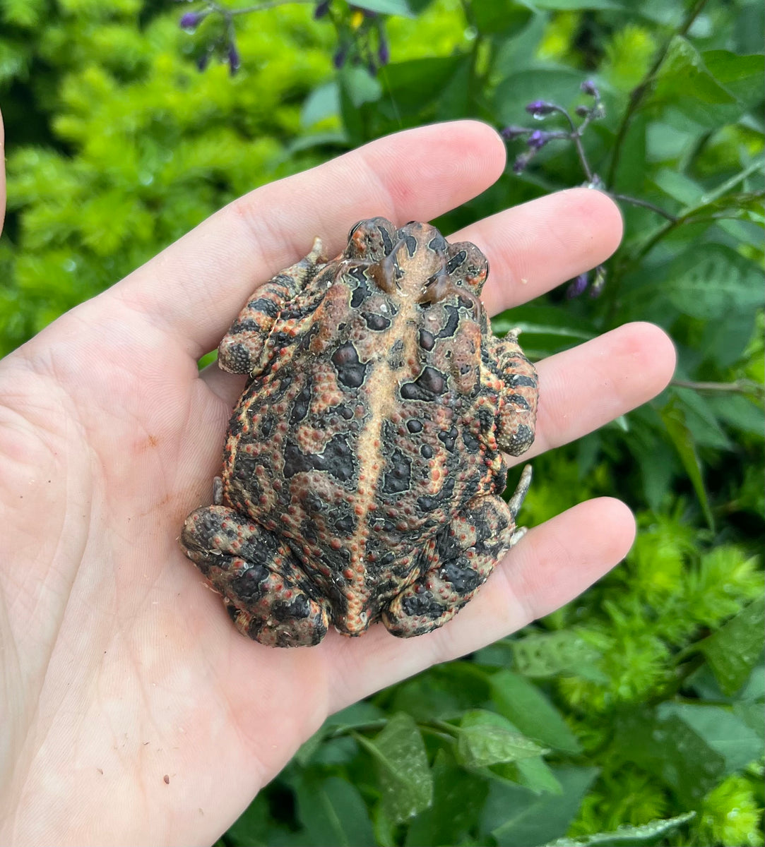 Small Southern Toad – Scales and Tails of Ohio