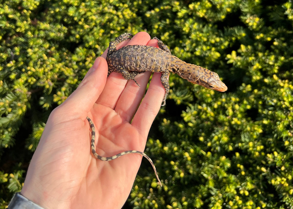 Baby Yellow Quince Monitor (2) – Scales and Tails of Ohio