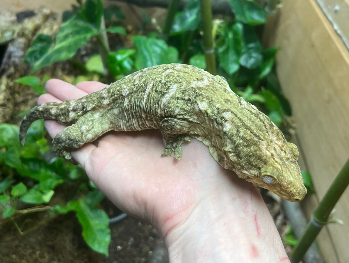 Grand Terre Leachianus Gecko (Female) – Scales and Tails of Ohio