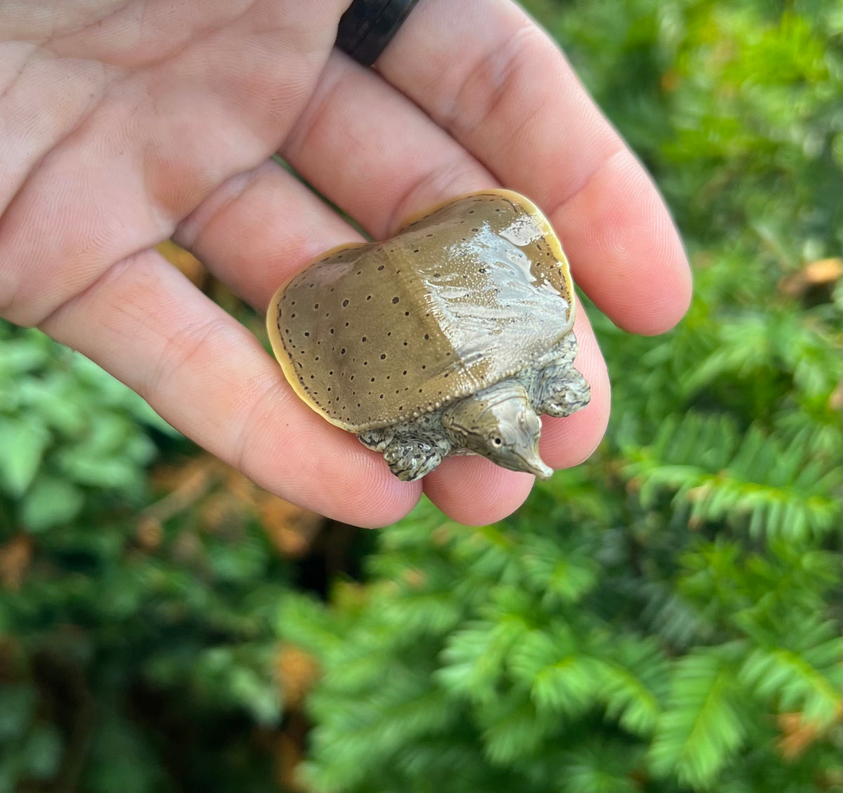 Baby Spiny Softshell Turtle – Scales and Tails of Ohio