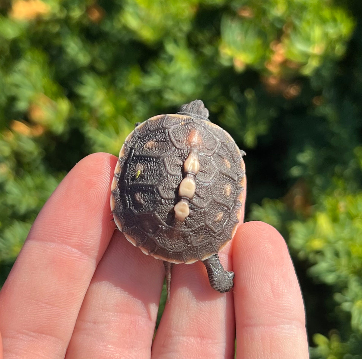 Baby Eastern Box Turtle – Scales and Tails of Ohio