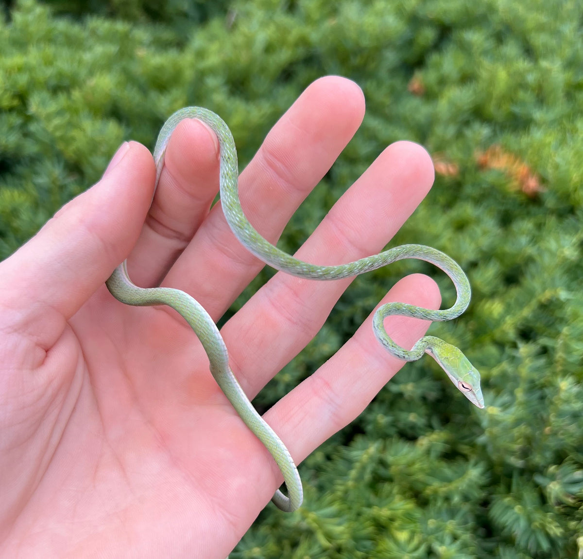 Baby Asian Vine Snake (Male) – Scales and Tails of Ohio