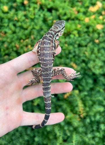 Monitors and Tegus – Scales and Tails of Ohio