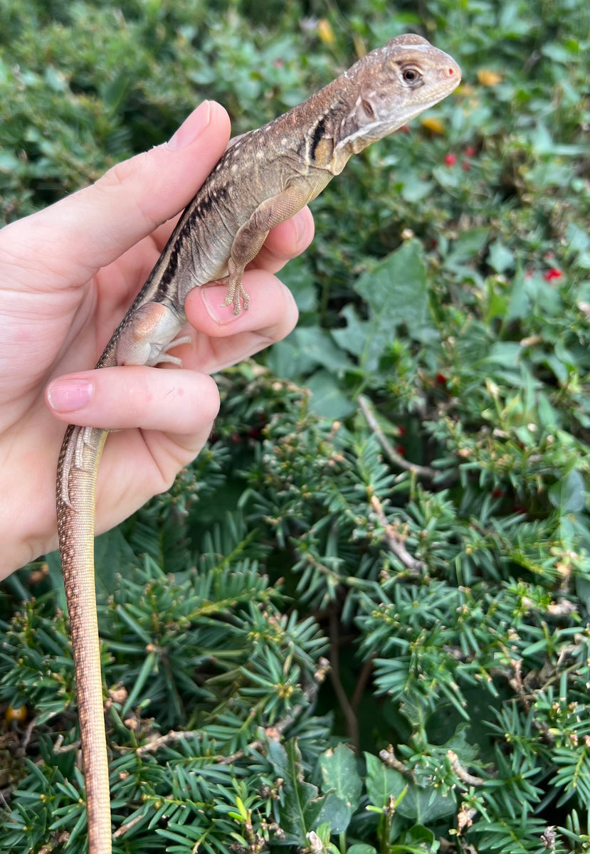 1.1 Adult Butterfly Agamas – Scales and Tails of Ohio