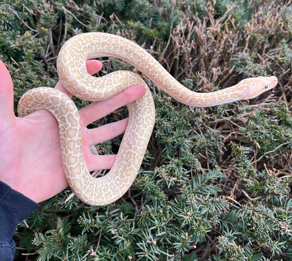 Baby Hypo Granite Burmese Python het Pearl Albino – Scales and Tails of ...