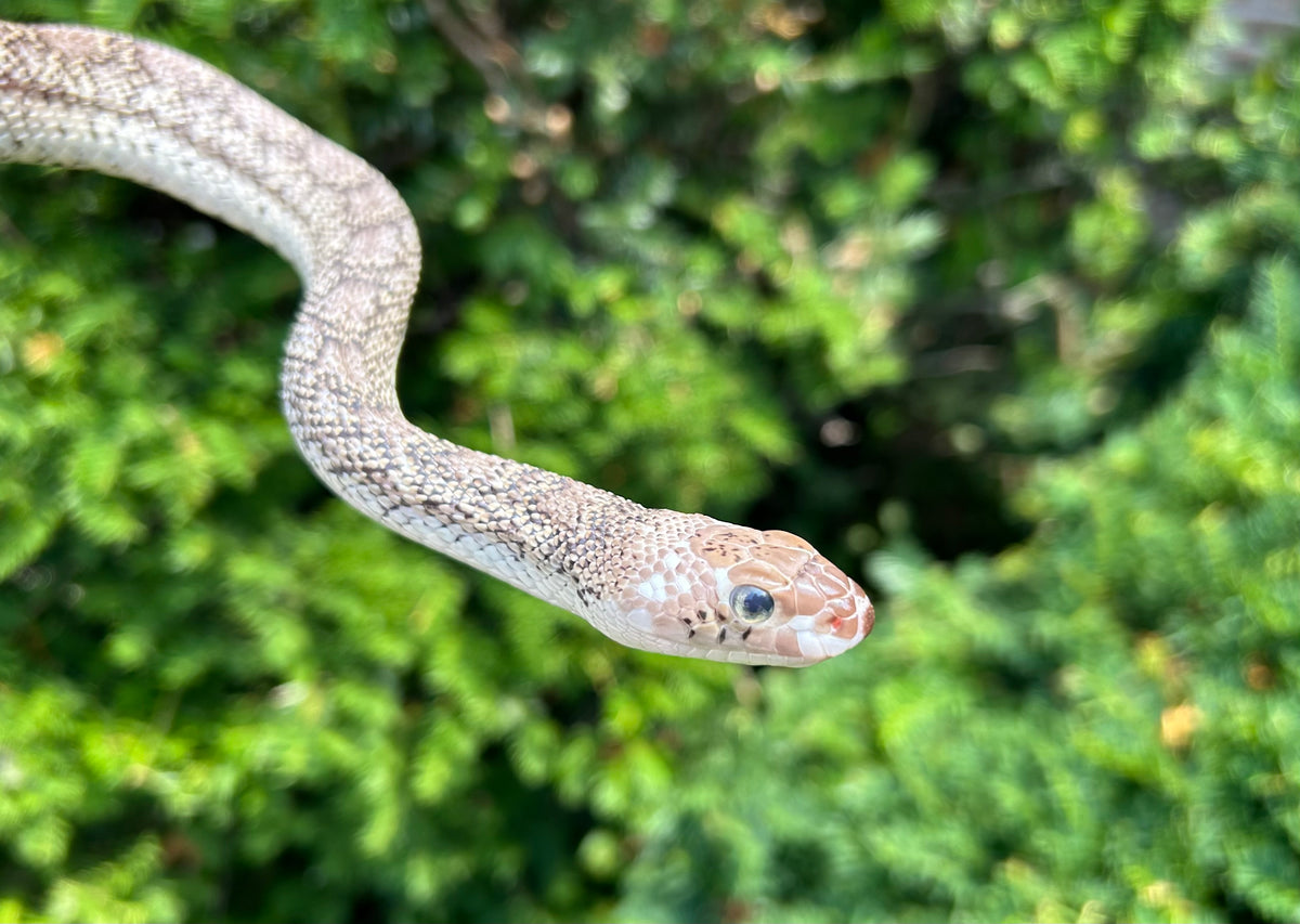 Sub-Adult White-Sided het Albino Bullsnake (Male) – Scales and Tails of ...