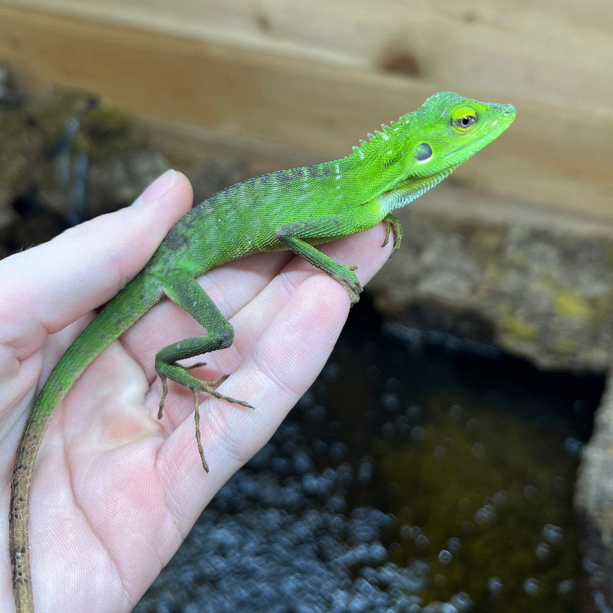 Malaysian Green Crested Lizard – Scales and Tails of Ohio