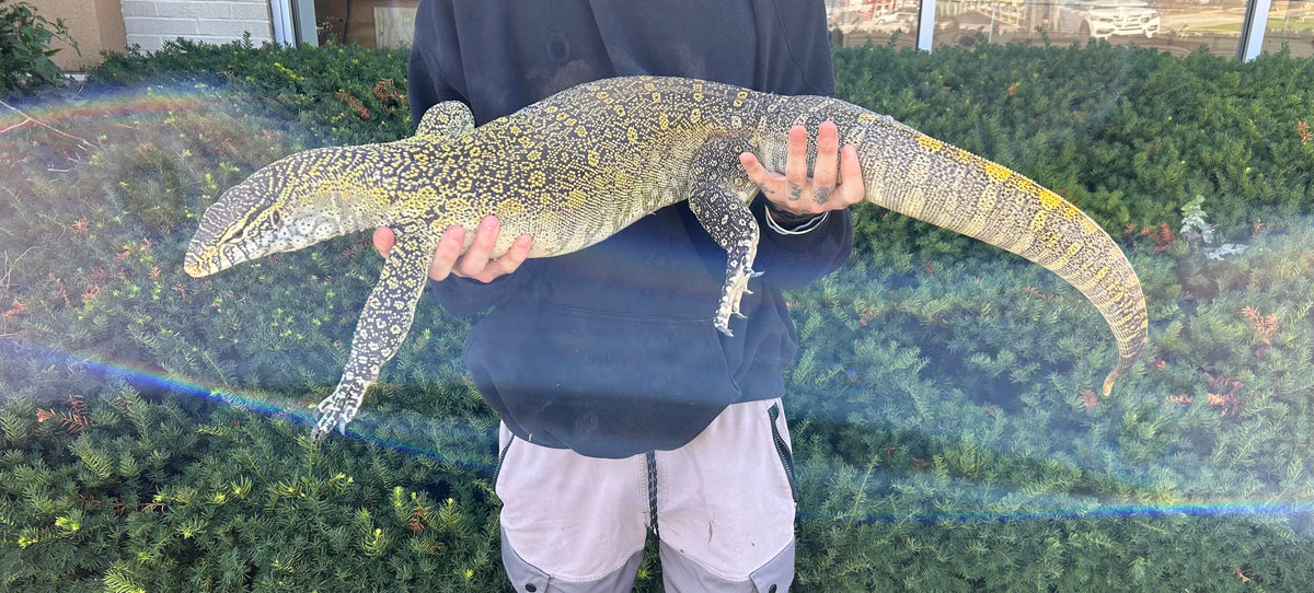 Adult Nile Monitor (Male) – Scales and Tails of Ohio