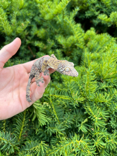 Geckos – Scales and Tails of Ohio