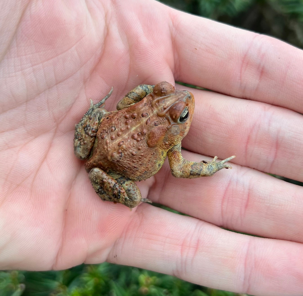 Small Southern Toad – Scales and Tails of Ohio