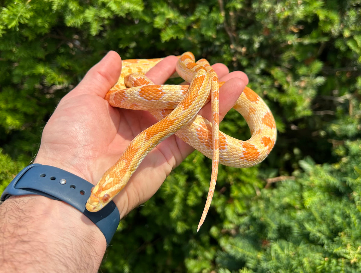 Adult Butter Corn Snake (Female) – Scales and Tails of Ohio