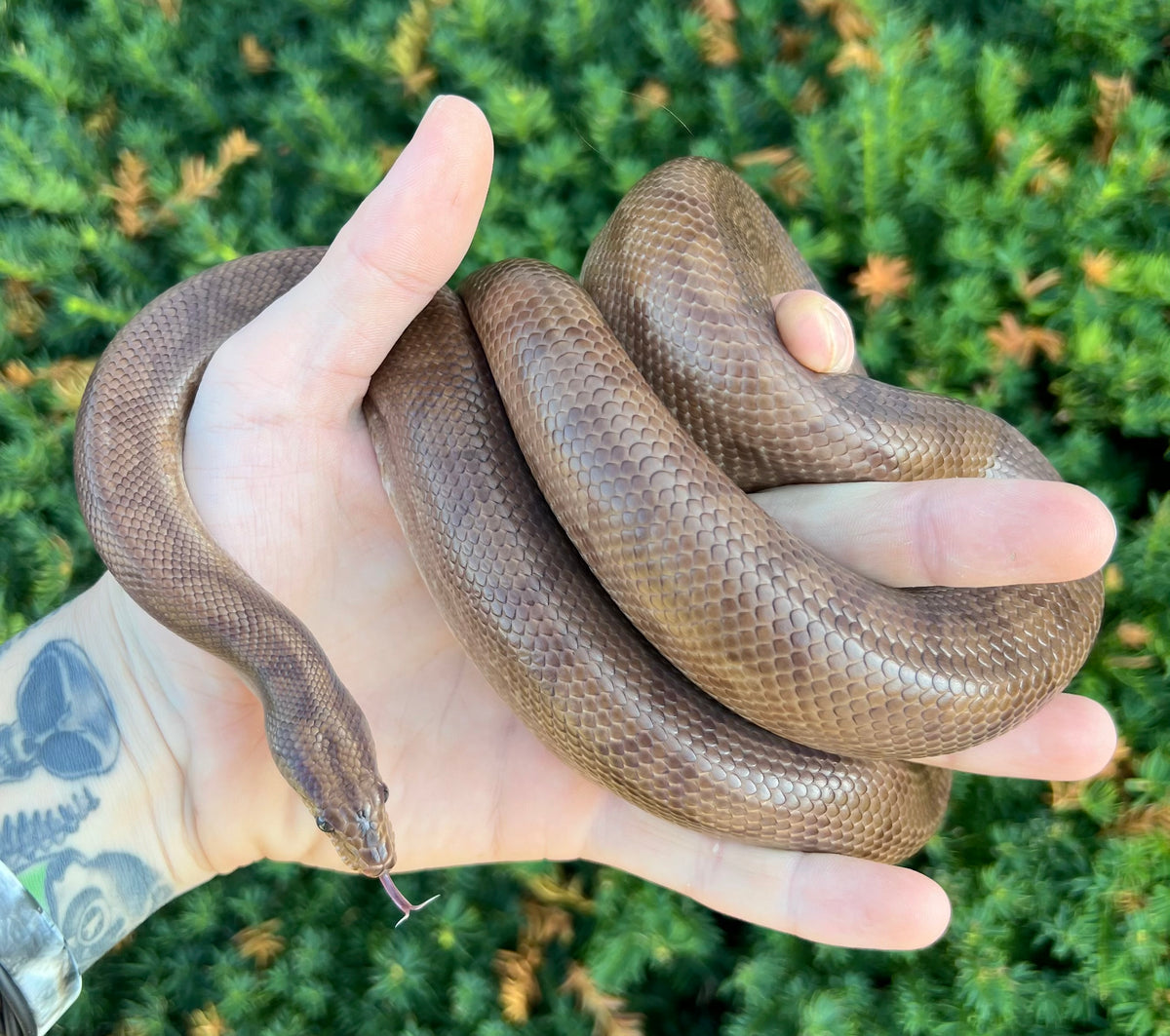 Adult Columbian Rainbow Boa (Male) – Scales and Tails of Ohio