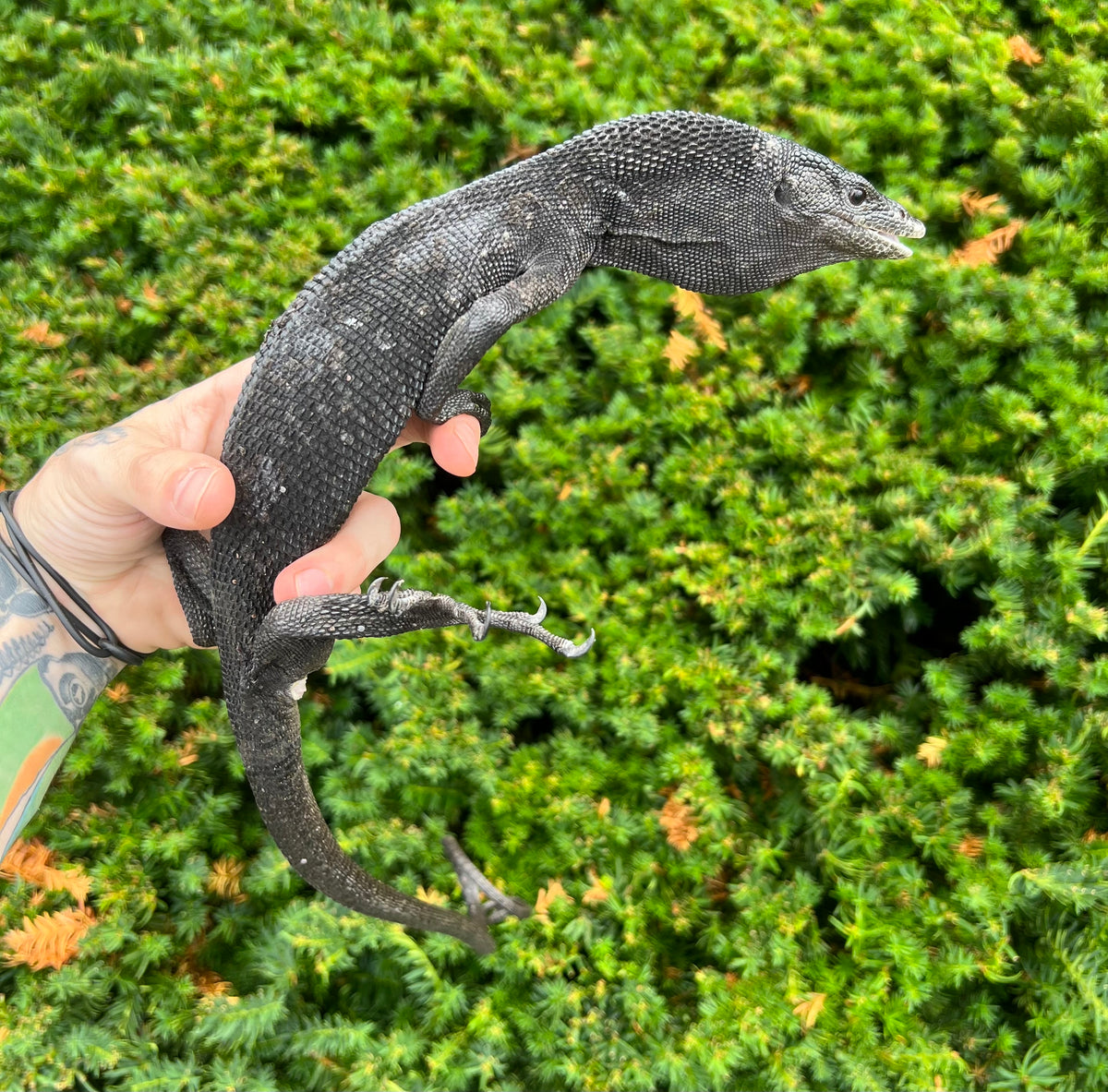 Adult Black Tree Monitor (Male) – Scales and Tails of Ohio