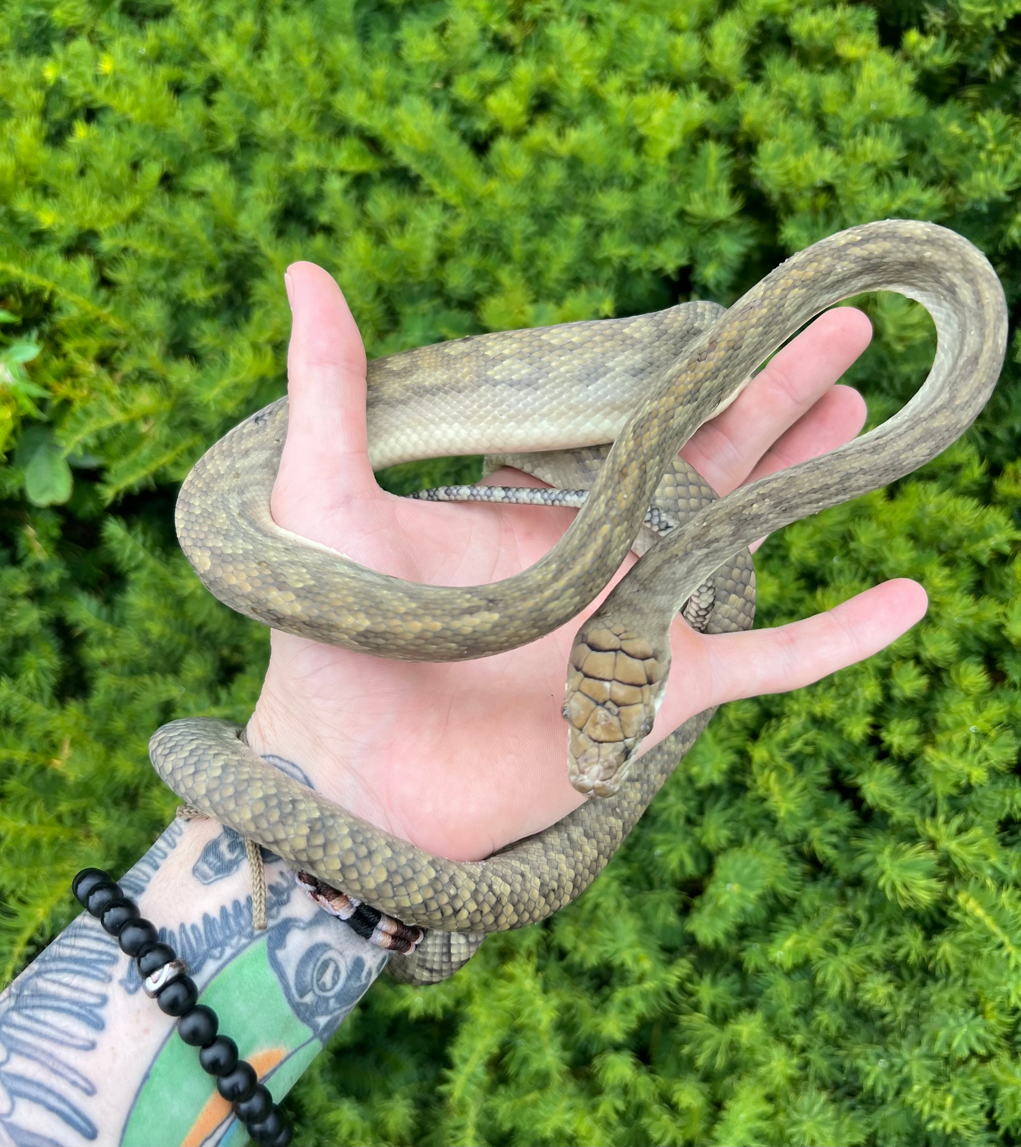 Pythons – Scales and Tails of Ohio