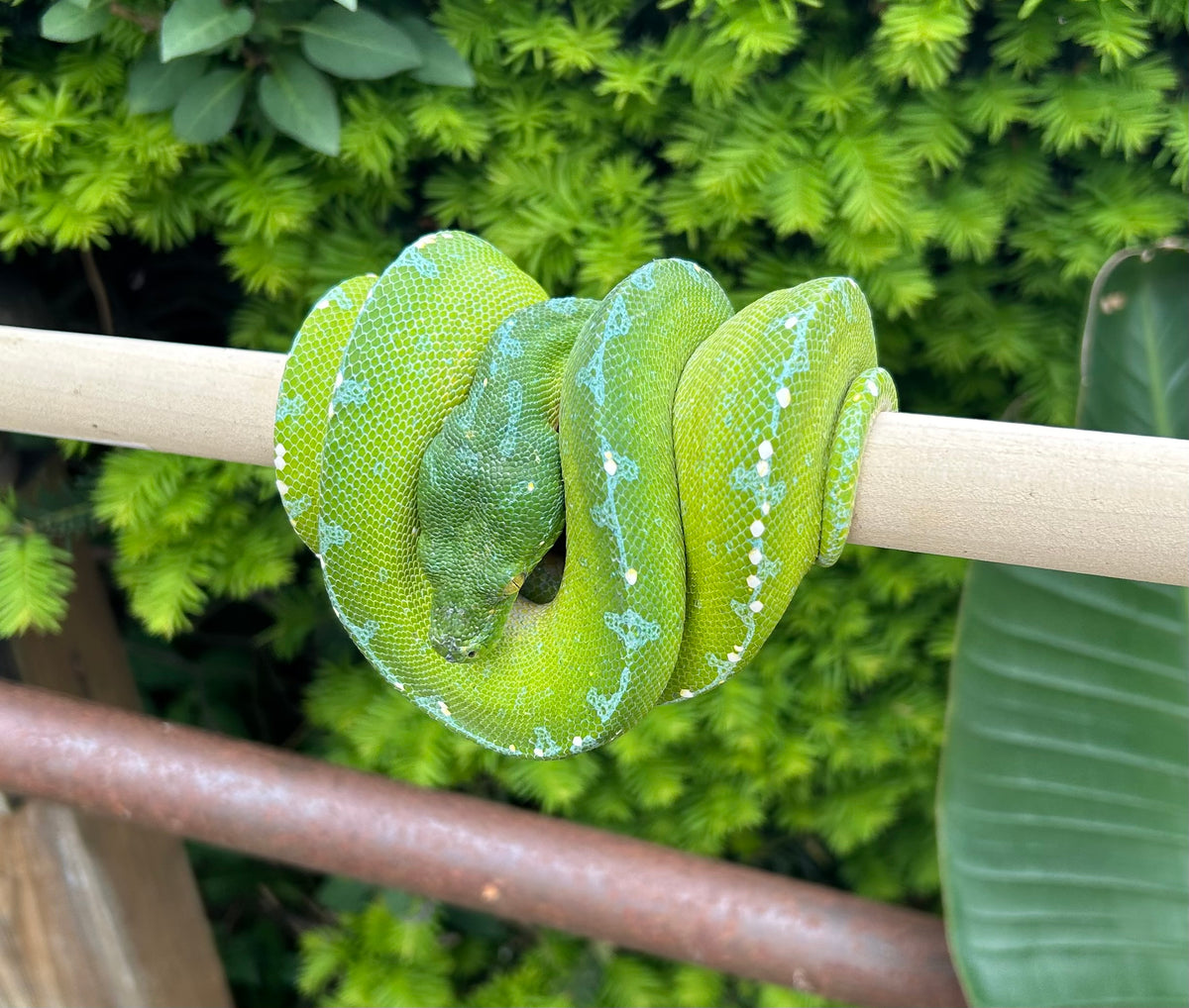 Adult Sorong Green Tree Python (Male 1) – Scales and Tails of Ohio